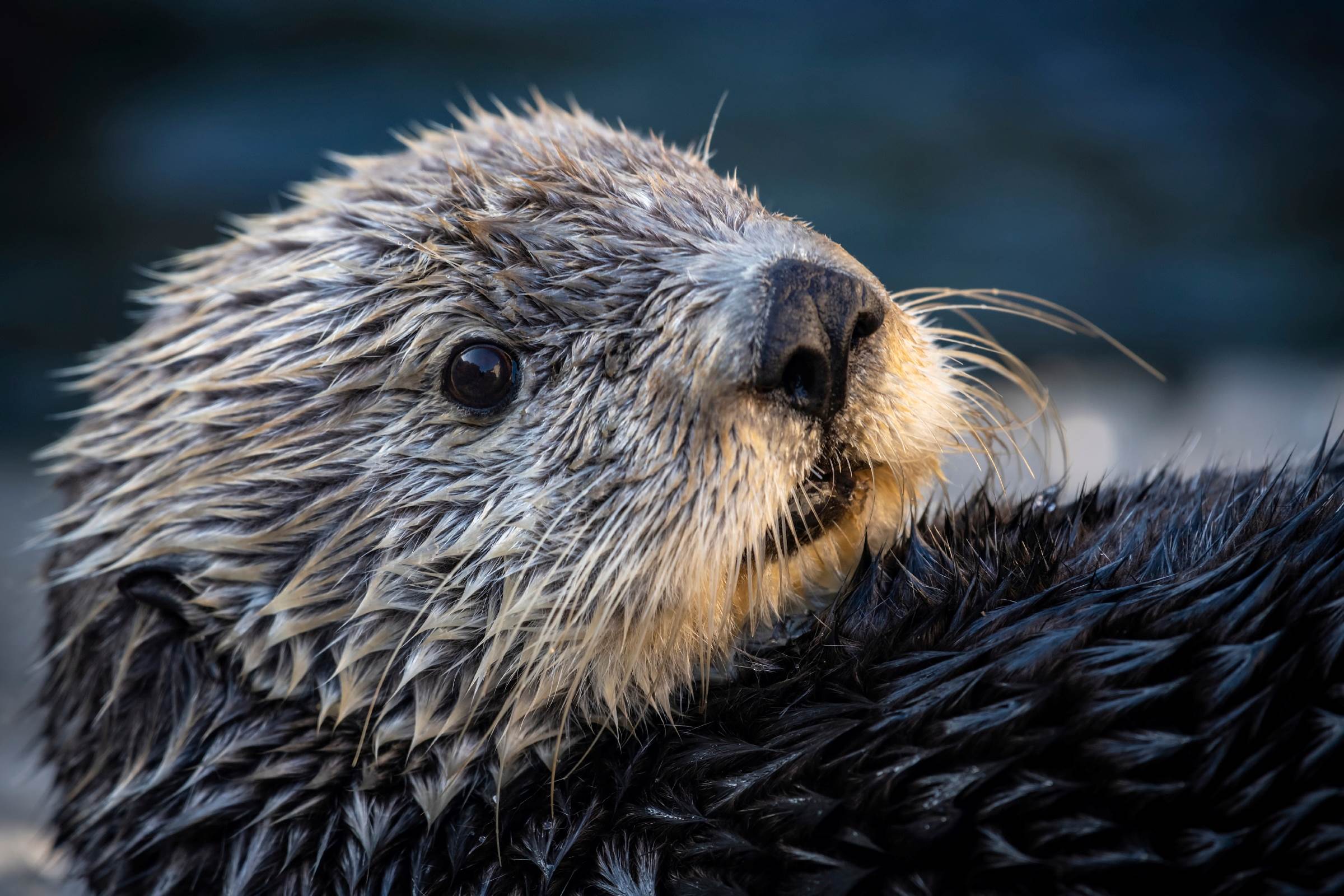 Death of sea otter Gidget caused by rapid-onset of Sarcocystis ...