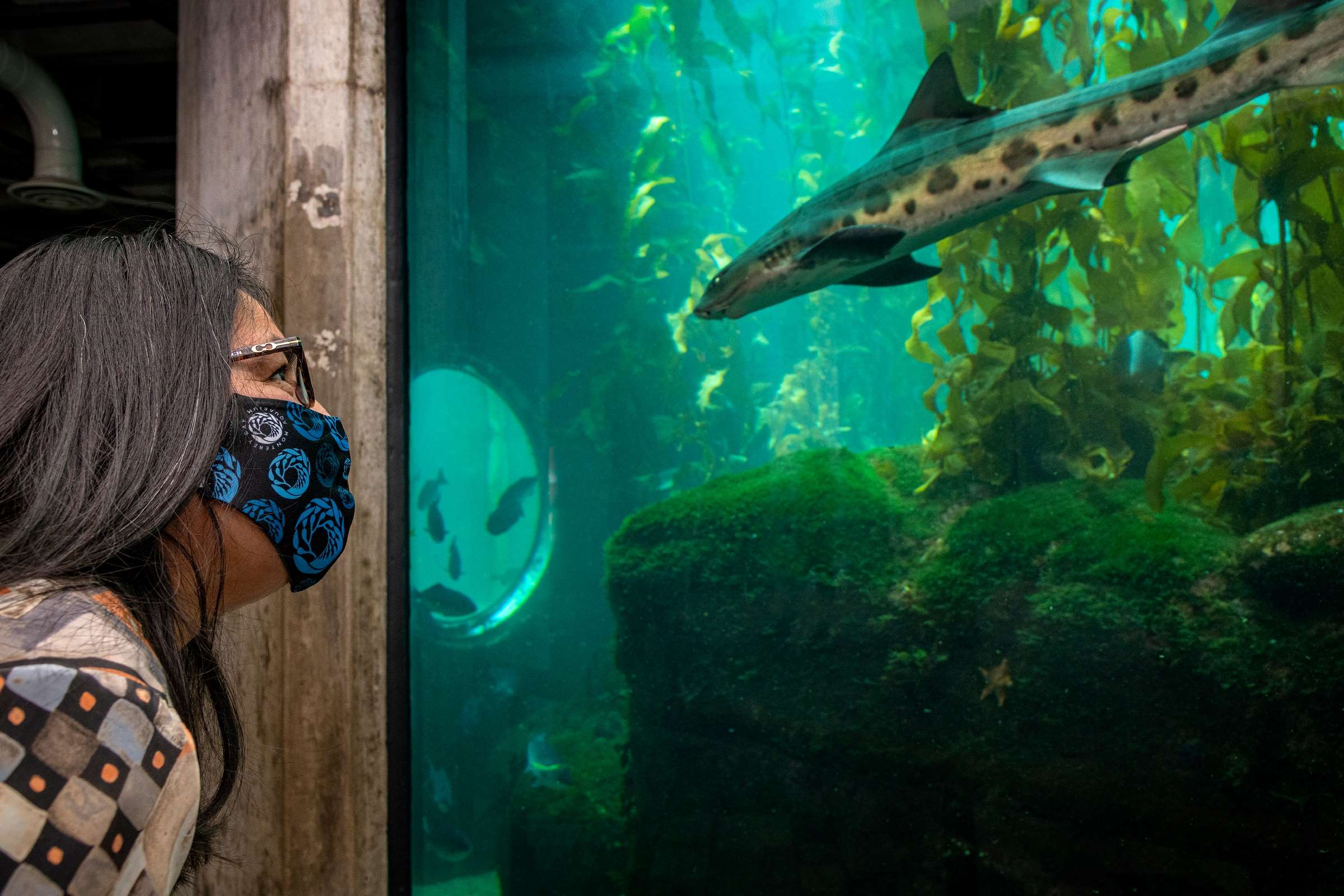 Kelp Forest | Exhibit | Monterey Bay Aquarium