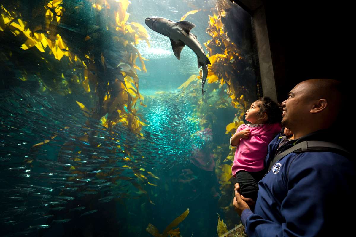 Kelp Forest | Exhibit | Monterey Bay Aquarium
