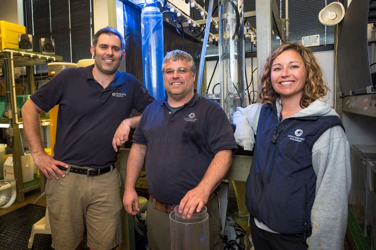 Growing jellies from the surface to the depths | Stories | Monterey Bay Aquarium