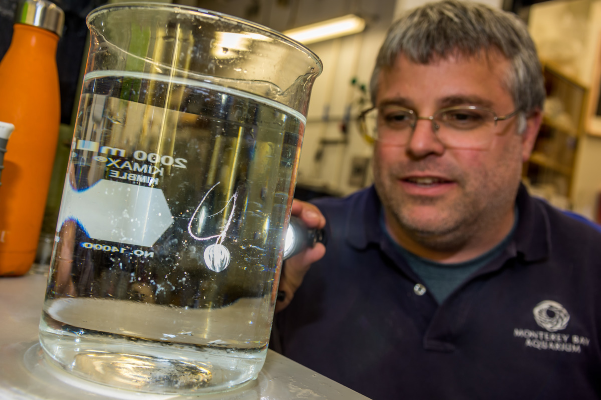 Fat innkeeper worm | Animals | Monterey Bay Aquarium