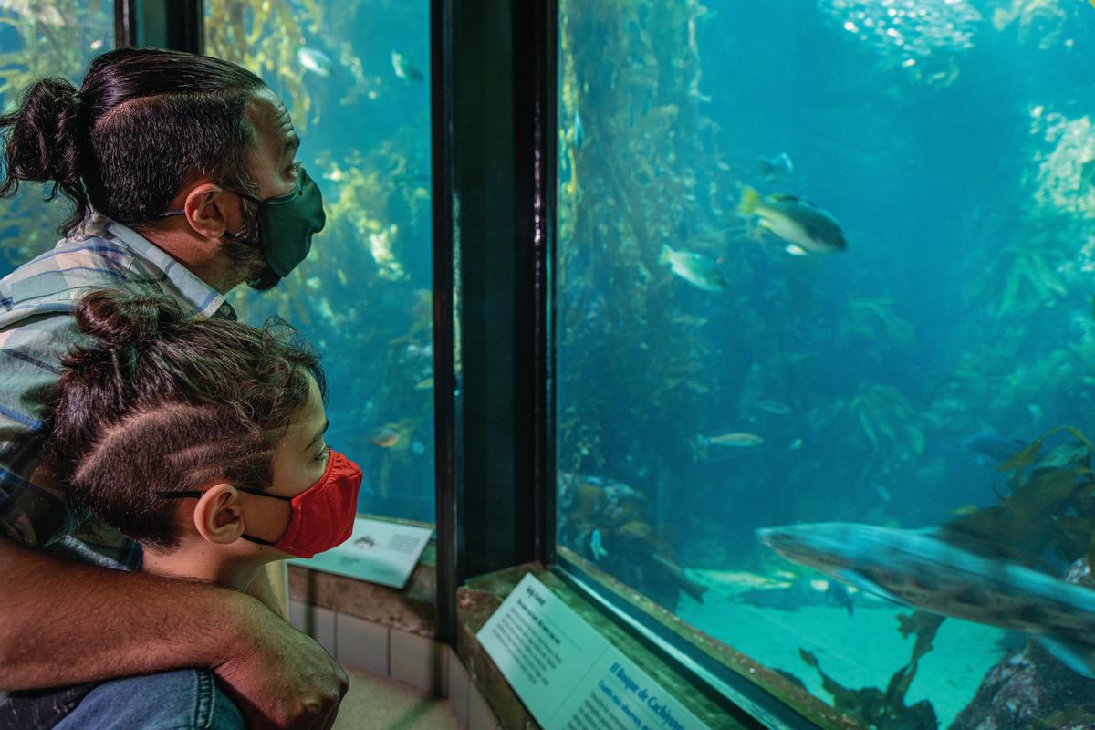 Field trips for grades 3-5 | Monterey Bay Aquarium