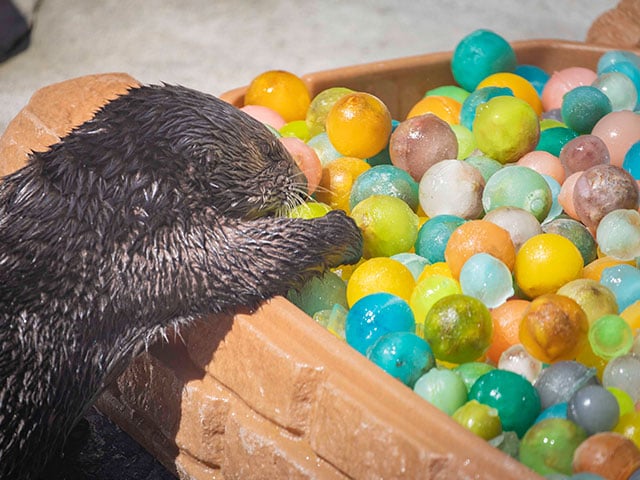Sea Otter Awareness Week | Animals | Monterey Bay Aquarium