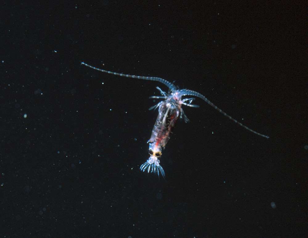 Shrimp poetry from Aquarium staff | Monterey Bay Aquarium