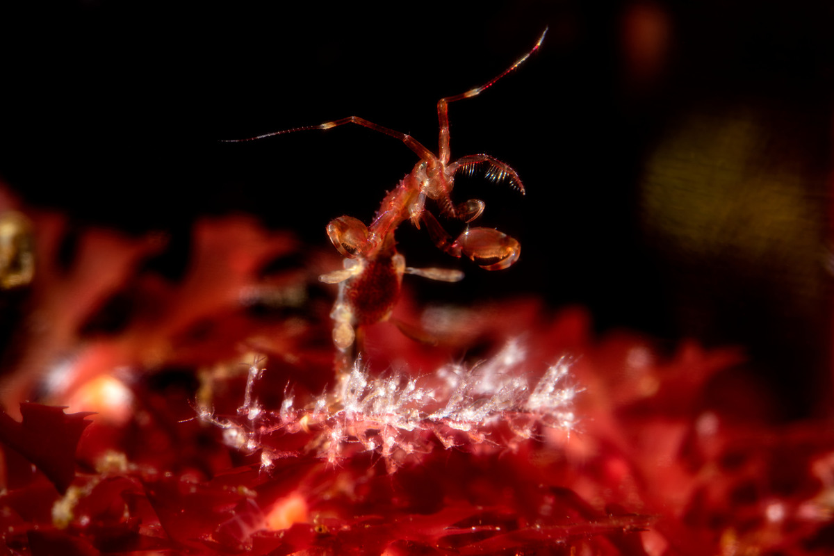 Shrimp Week | Special Event | Monterey Bay Aquarium