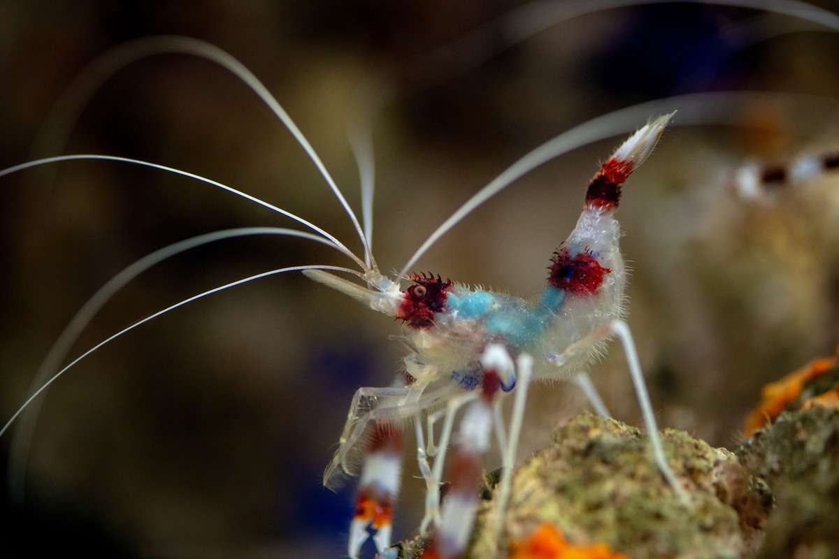 Shrimp Week | Special Event | Monterey Bay Aquarium