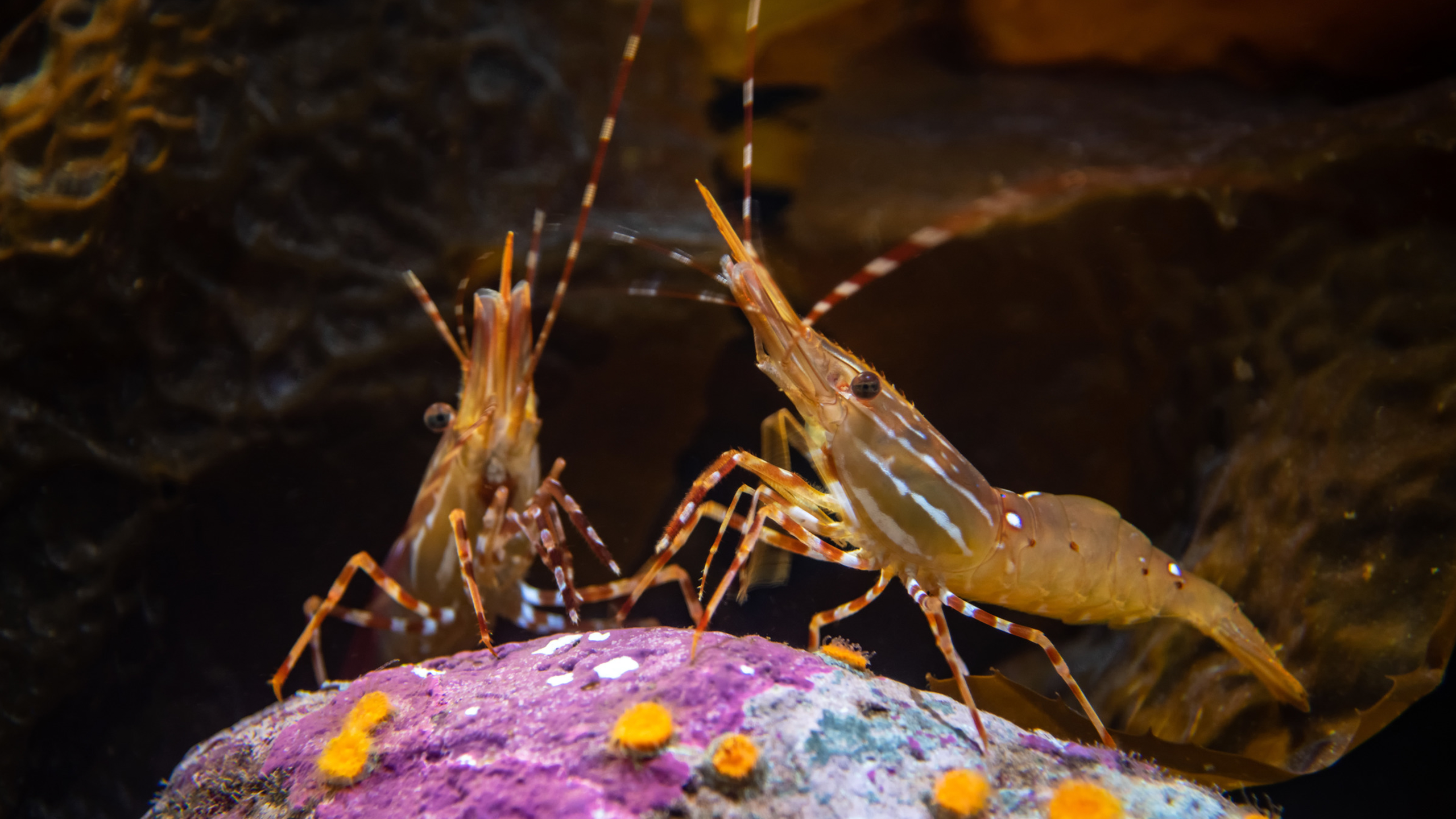 Shrimp Week | Special Event | Monterey Bay Aquarium