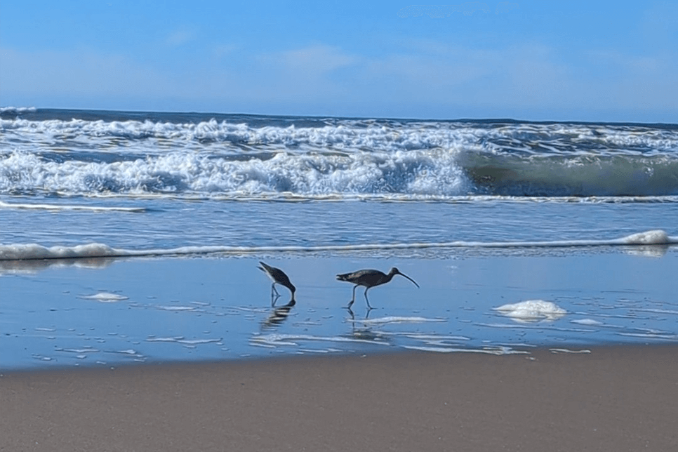 A look at what winter storms bring to shore | Stories | Monterey Bay ...