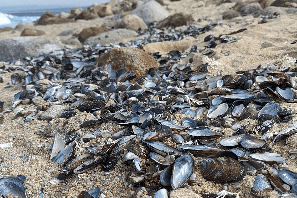 A look at what winter storms bring to shore | Stories | Monterey Bay ...