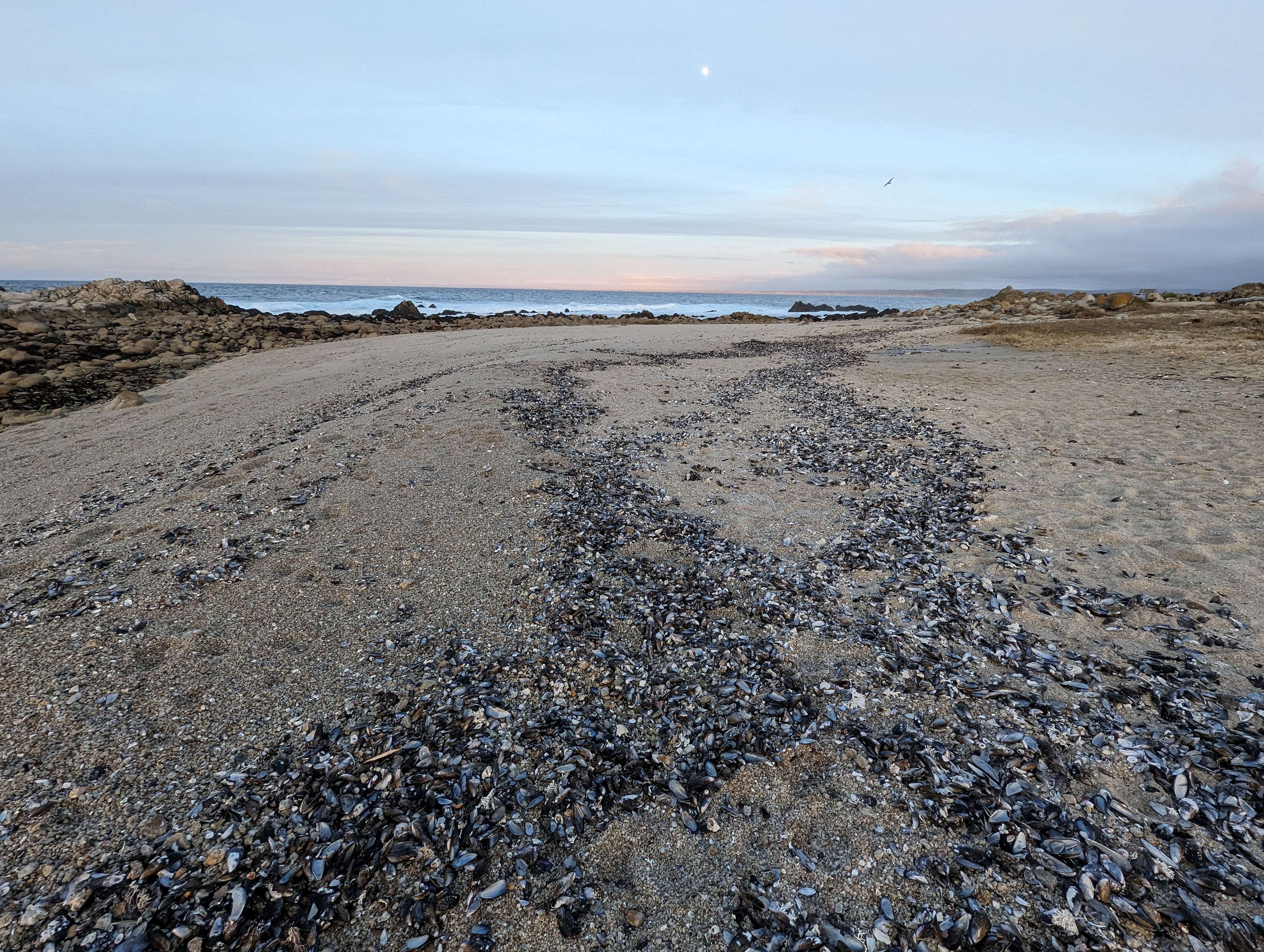 A look at what winter storms bring to shore | Stories | Monterey Bay ...