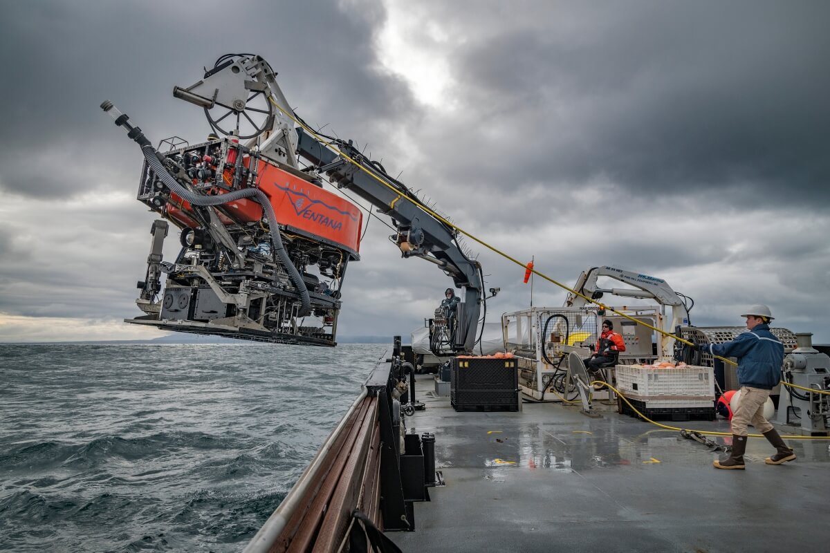 Developing Into the Deep | Stories | Monterey Bay Aquarium