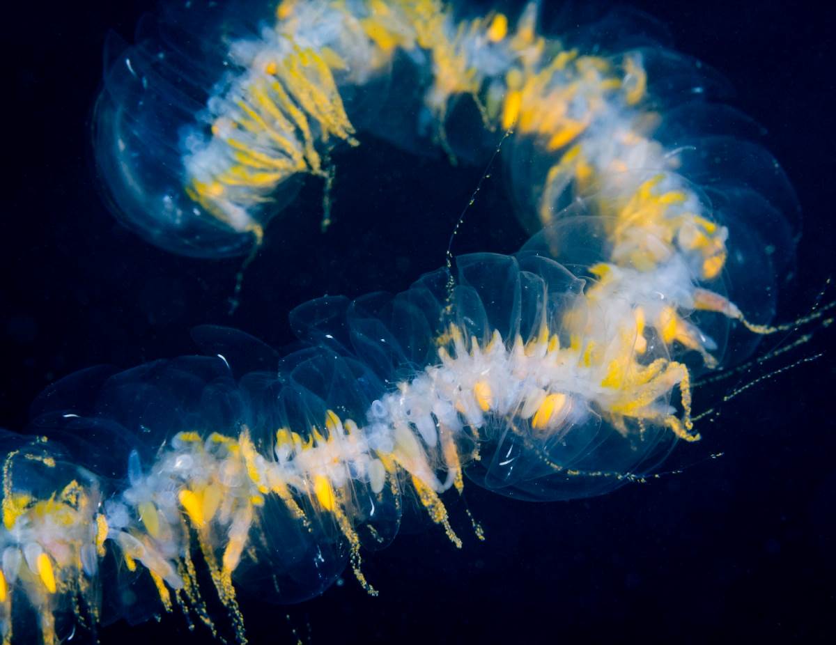 Developing Into the Deep | Stories | Monterey Bay Aquarium