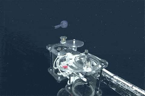 Taking seawater to the extreme | Stories | Monterey Bay Aquarium