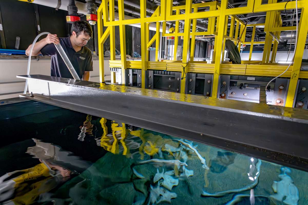 The elephant fish in the room | Stories | Monterey Bay Aquarium