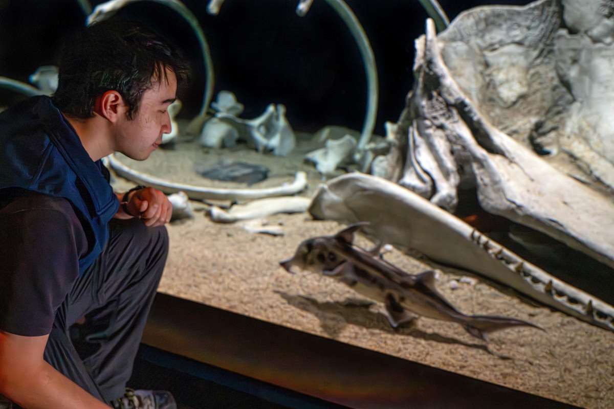 The elephant fish in the room | Stories | Monterey Bay Aquarium