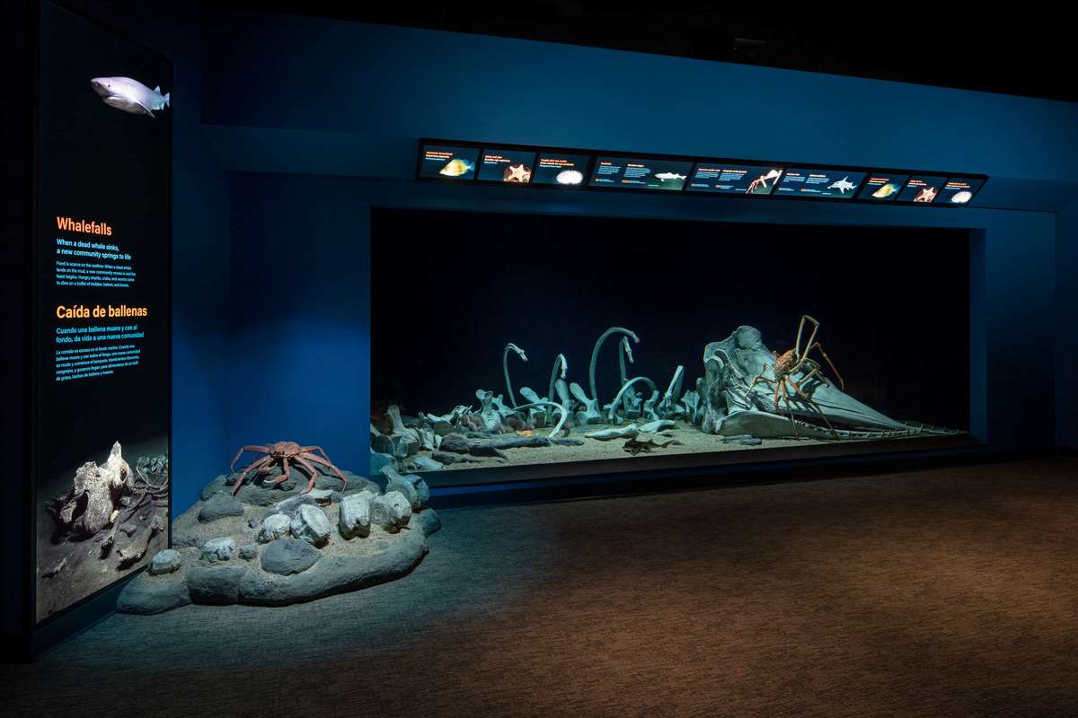 The elephant fish in the room | Stories | Monterey Bay Aquarium