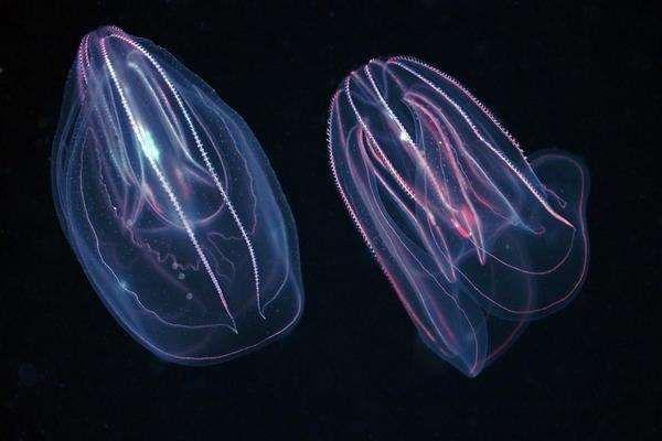 Exhibiting gelatinous animals like no other