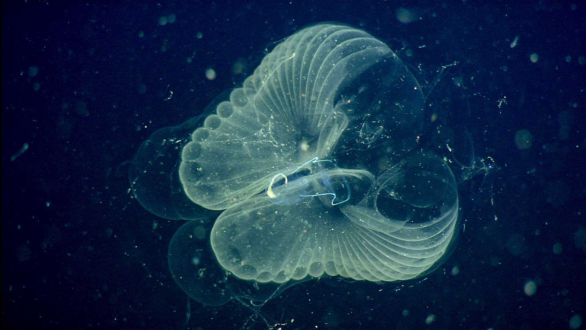 Into the FathomVerse | Stories | Monterey Bay Aquarium