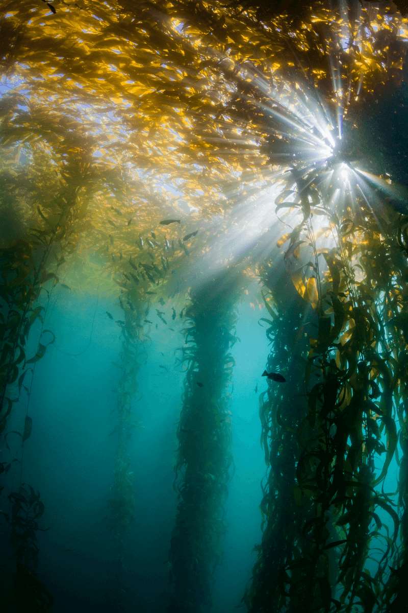 Just add otter | Stories | Monterey Bay Aquarium