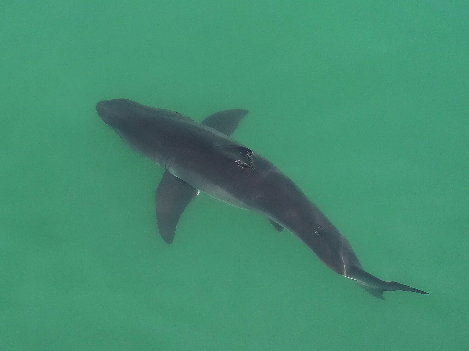 Great White Shark Top View