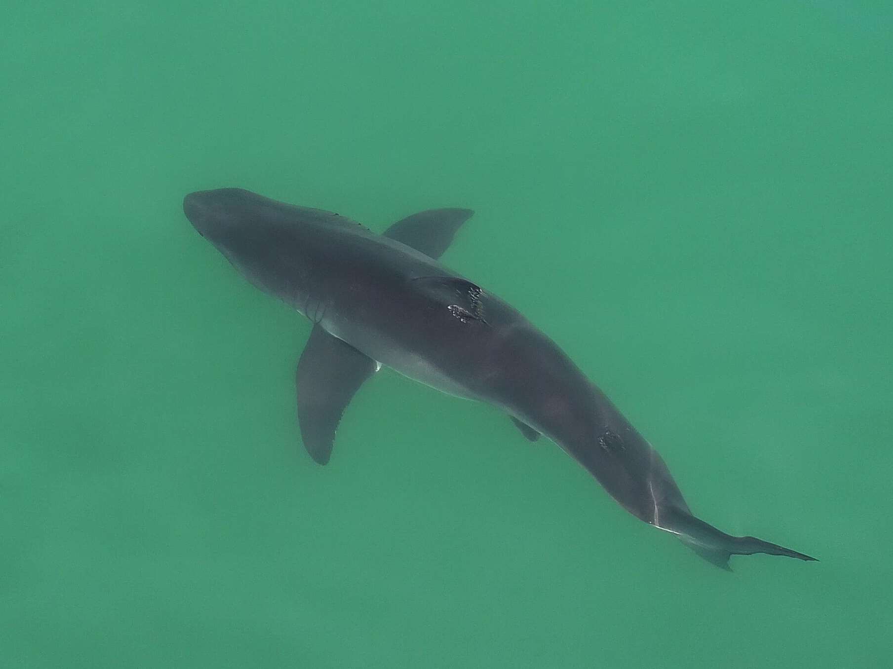 Young white sharks tell the story of a changing Monterey Bay | Stories ...