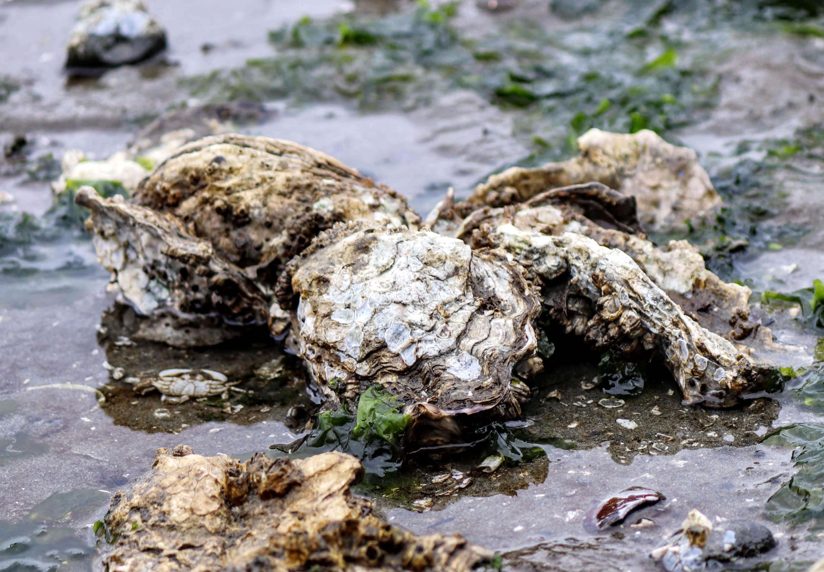 Kelp, eelgrass, and oyster beds: three superpowered ecosystems ...