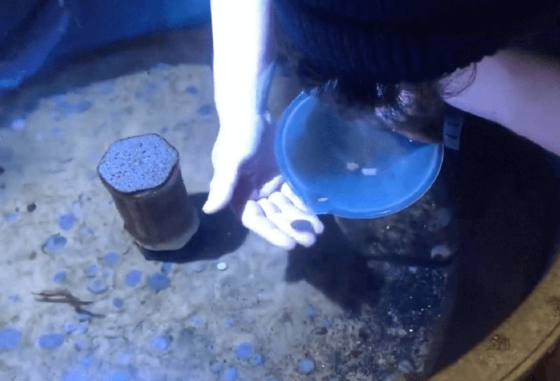 Life of a baby sand dollar | Stories | Monterey Bay Aquarium