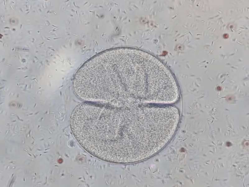 Life of a baby sand dollar | Stories | Monterey Bay Aquarium