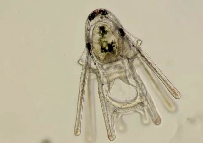 Life of a baby sand dollar | Stories | Monterey Bay Aquarium