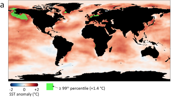 Extreme ocean heat puts ecosystems at risk | Stories | Monterey Bay ...