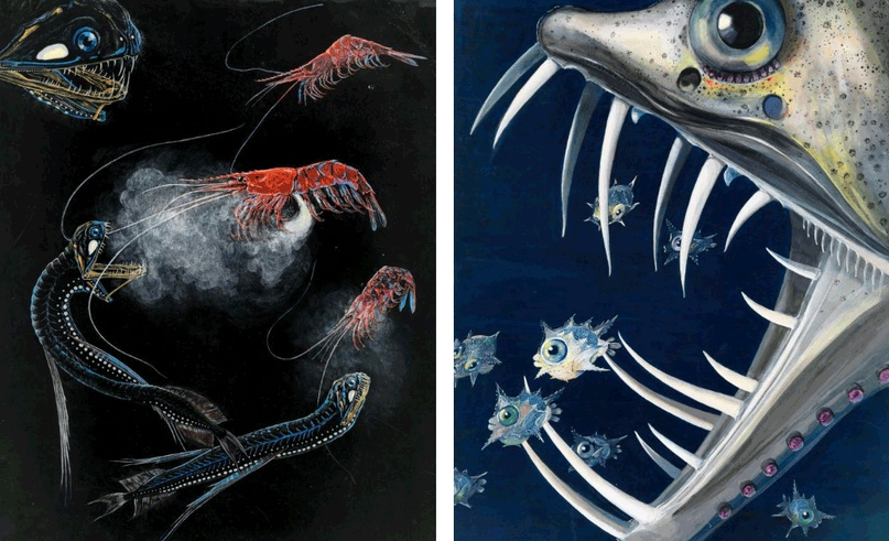 Women pioneers in ocean science | Stories | Monterey Bay Aquarium