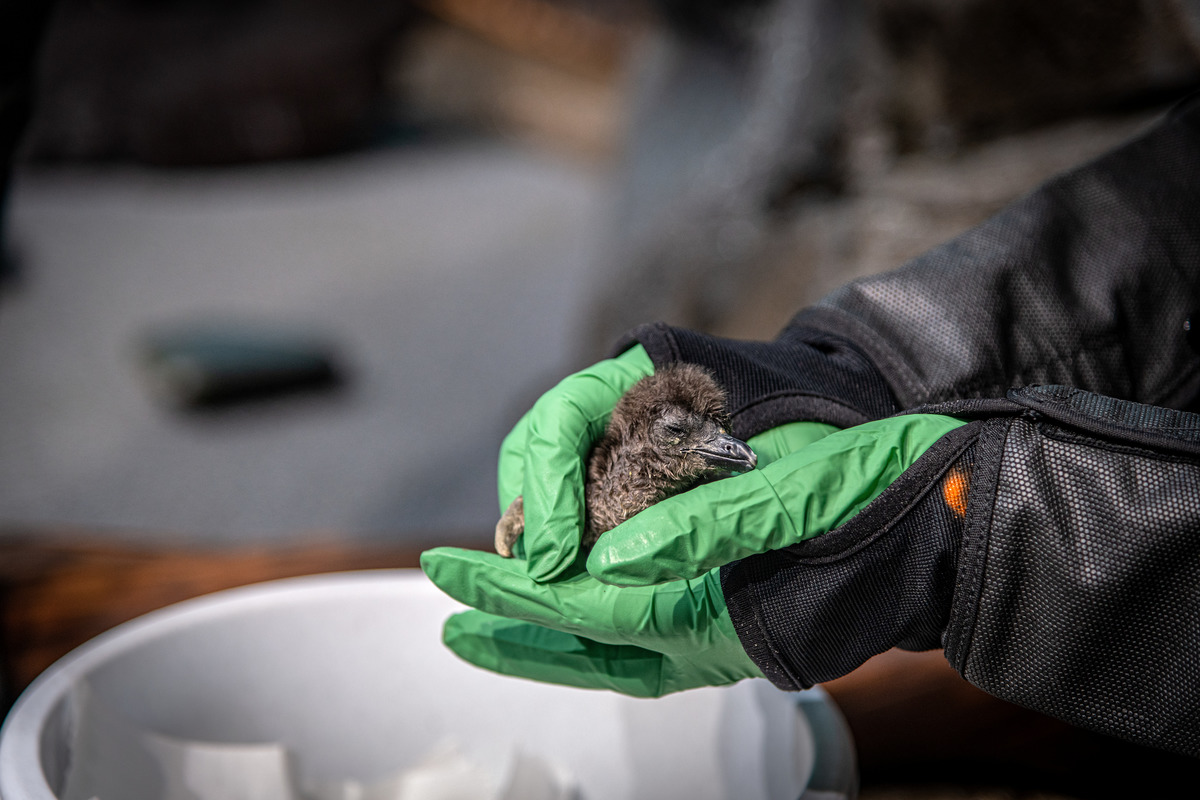 What's the deal with the octopus poop noodle? | Monterey Bay Aquarium