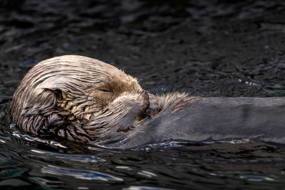What's the deal with the octopus poop noodle? | Monterey Bay Aquarium