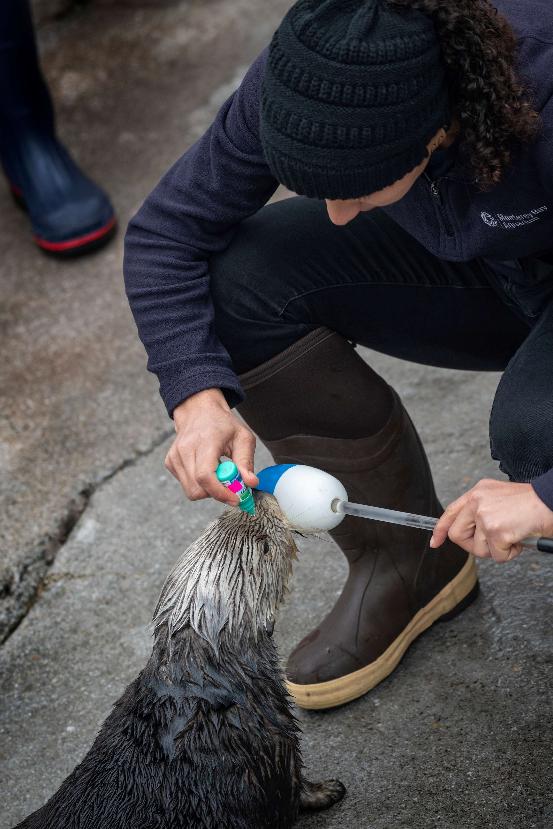 Caring for our aging sea otters | Stories | Monterey Bay Aquarium