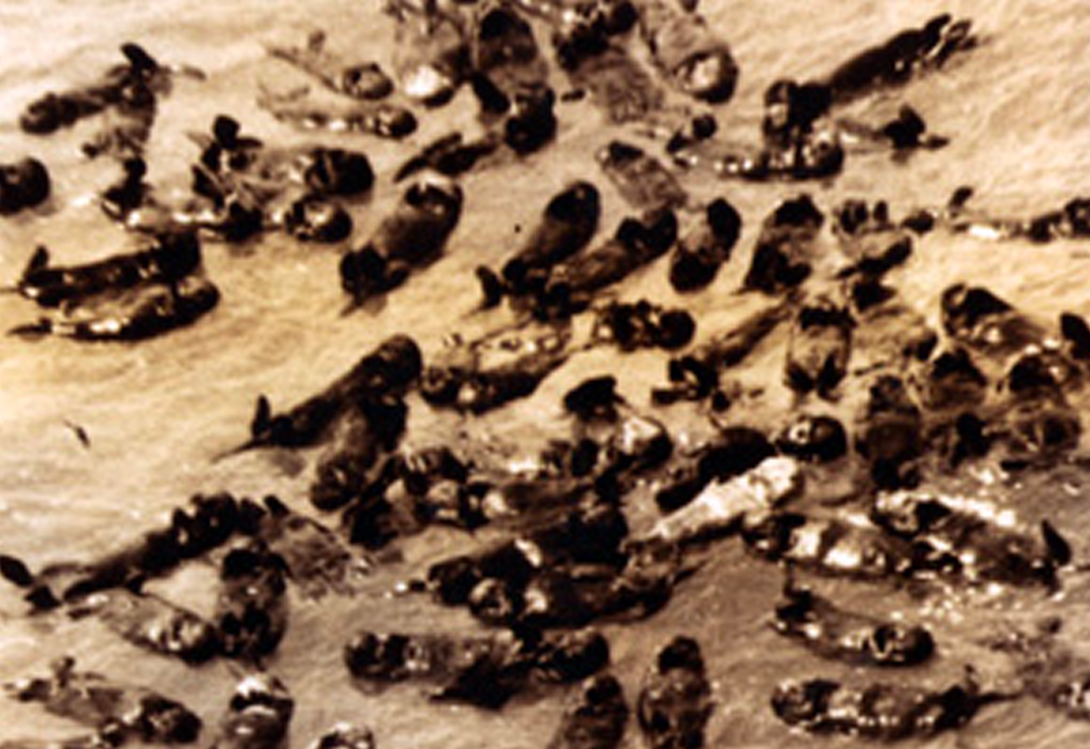 Sea Otter Program timeline | Animals | Monterey Bay Aquarium