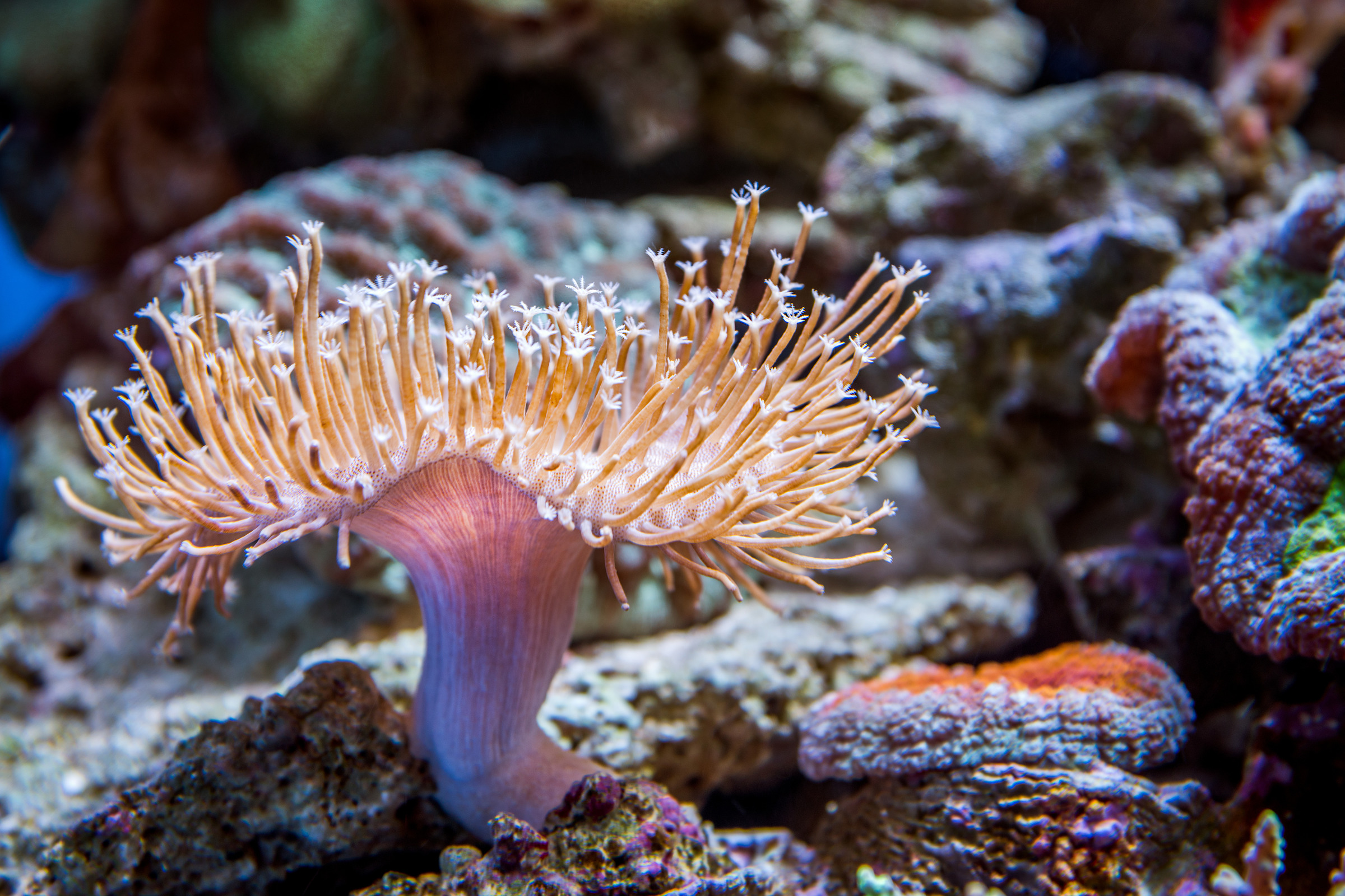Untangling the mysteries of deep-sea food webs | Stories | Monterey Bay ...