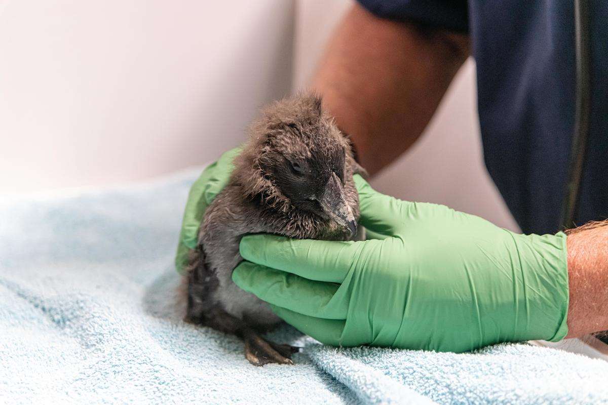 Egg-citing news! New puffin chick hatches | Stories | Monterey Bay Aquarium