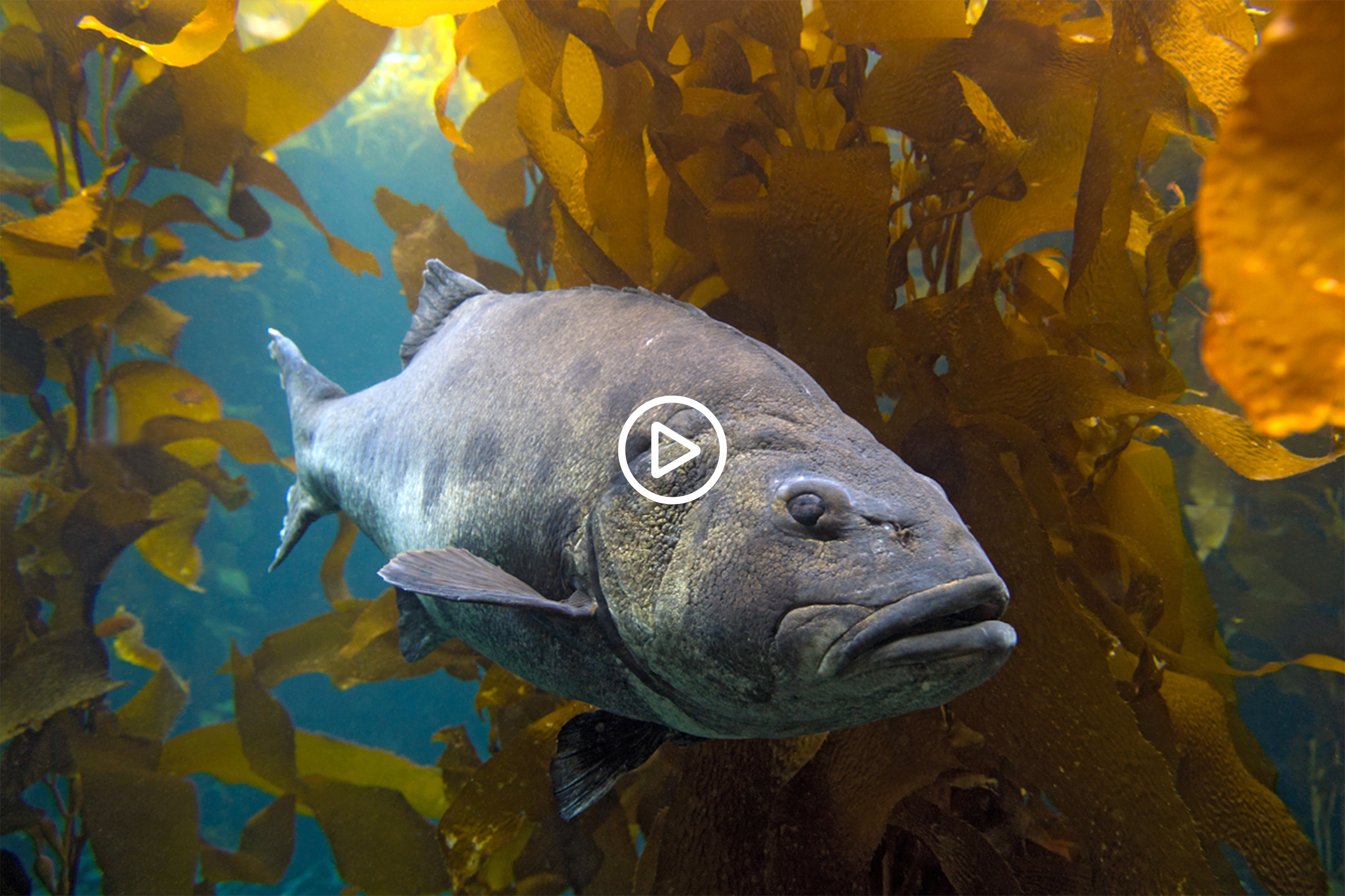 Untangling the mysteries of deep-sea food webs | Stories | Monterey Bay ...