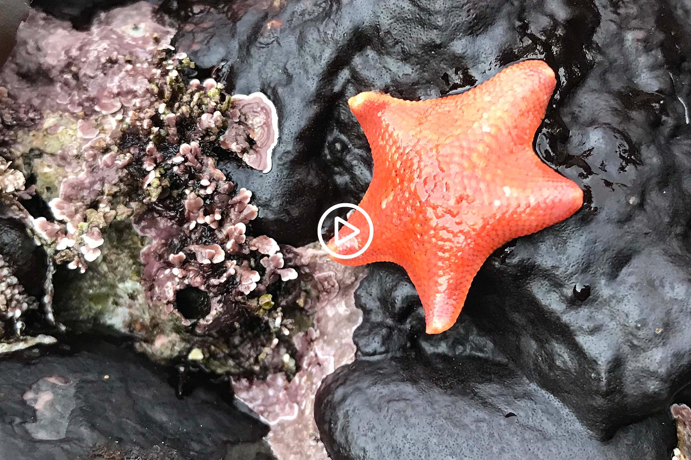 Tidepooling at Point Lobos State Nature Reserve | Stories | Monterey ...