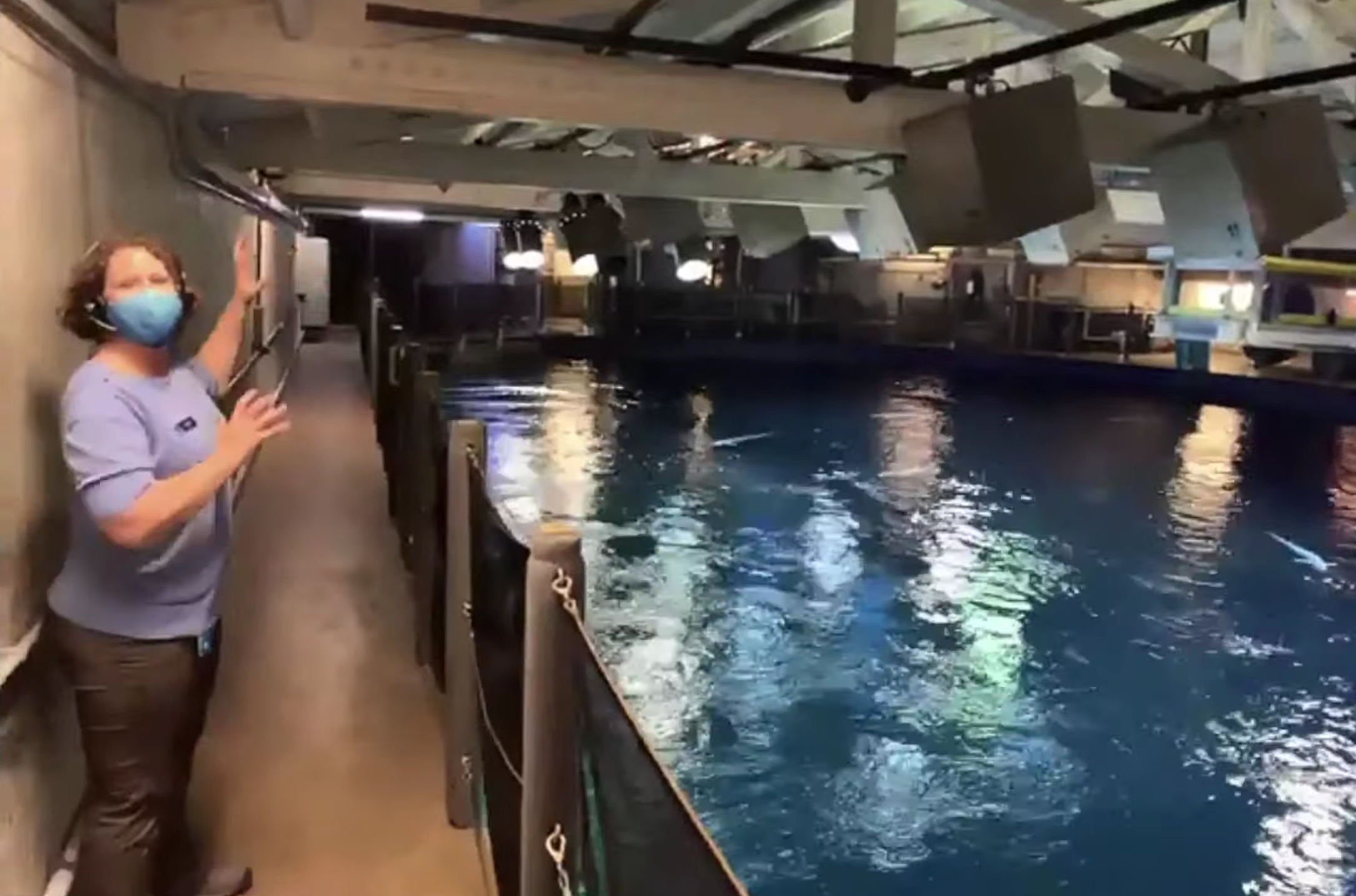 Member nights go virtual | Stories | Monterey Bay Aquarium