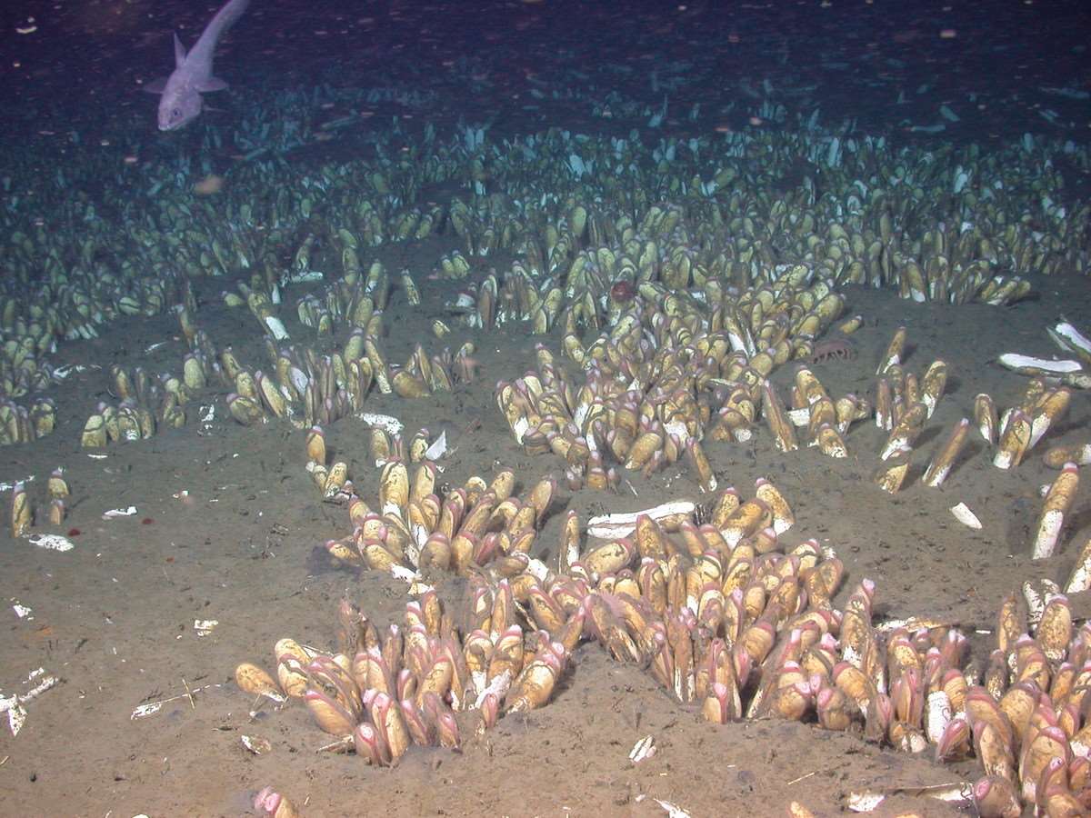 From giants to gardens: A fallen whale’s legacy | Stories | Monterey ...