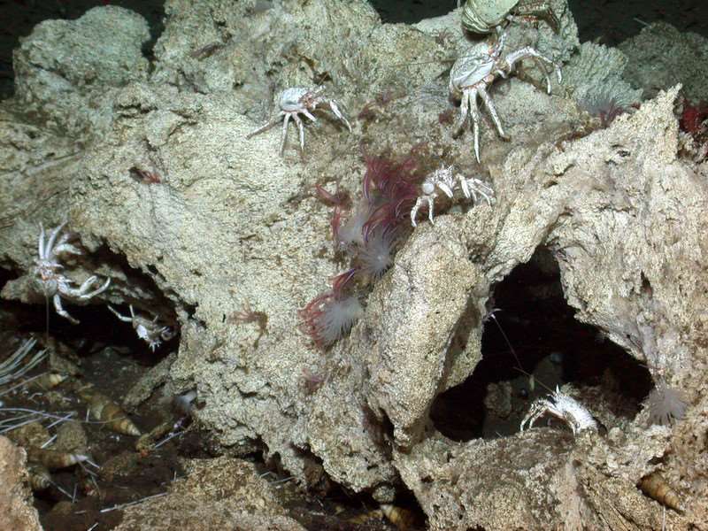 From giants to gardens: A fallen whale’s legacy | Stories | Monterey ...