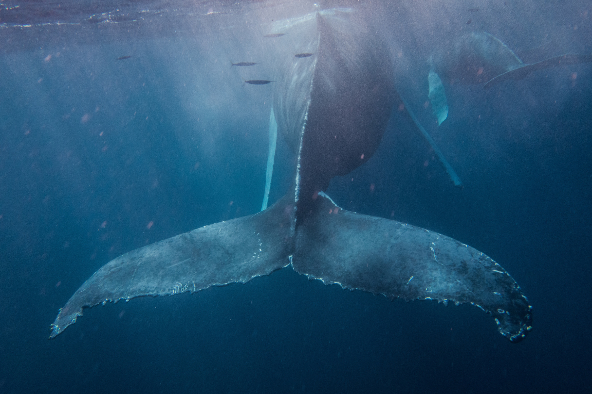 From giants to gardens: A fallen whale’s legacy | Stories | Monterey ...