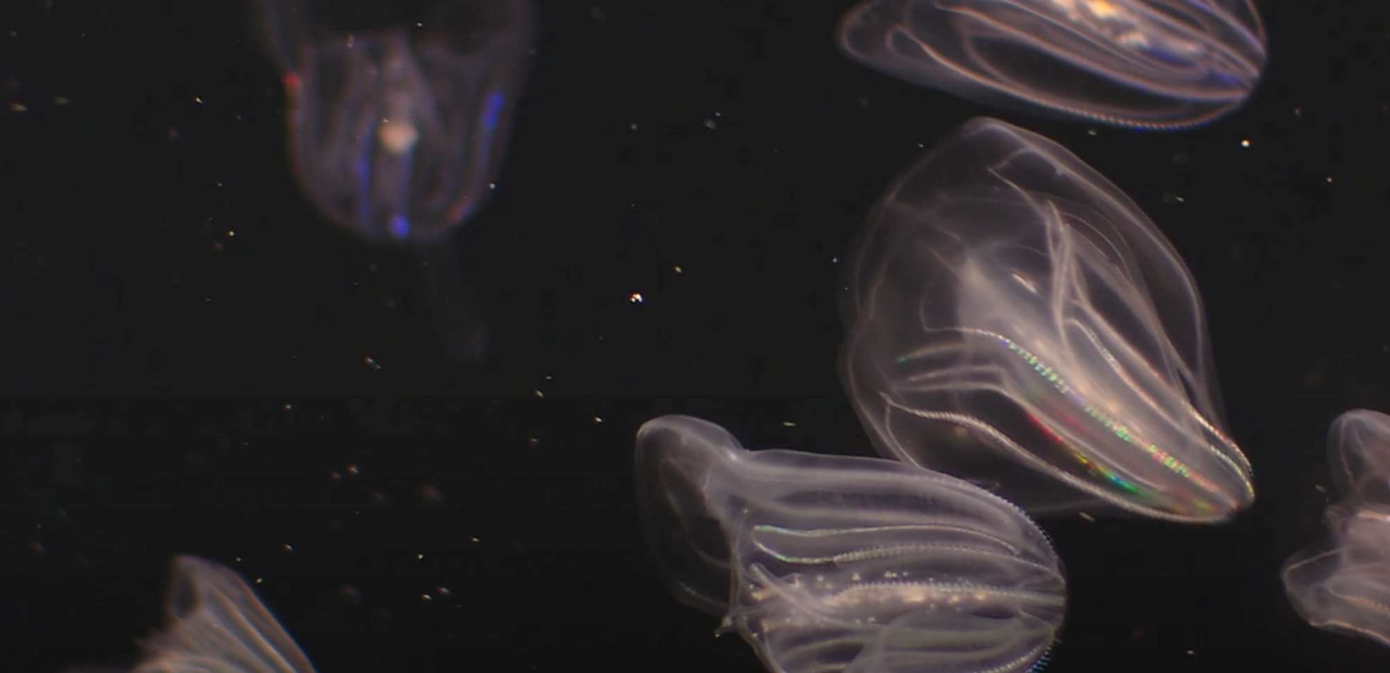 Growing jellies from the surface to the depths | Stories | Monterey Bay ...