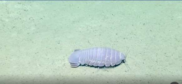 Giant isopod | Animals | Monterey Bay Aquarium