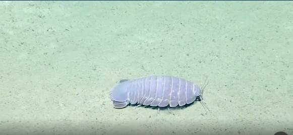 Giant isopod | Animals | Monterey Bay Aquarium