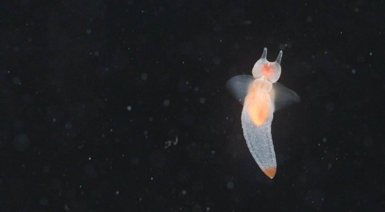 Sea angel | Animals | Monterey Bay Aquarium