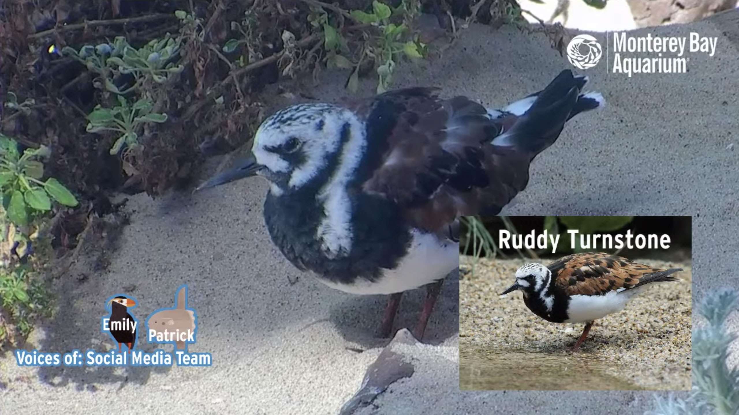 Virtual birdwatching in the Aviary | Stories | Monterey Bay Aquarium