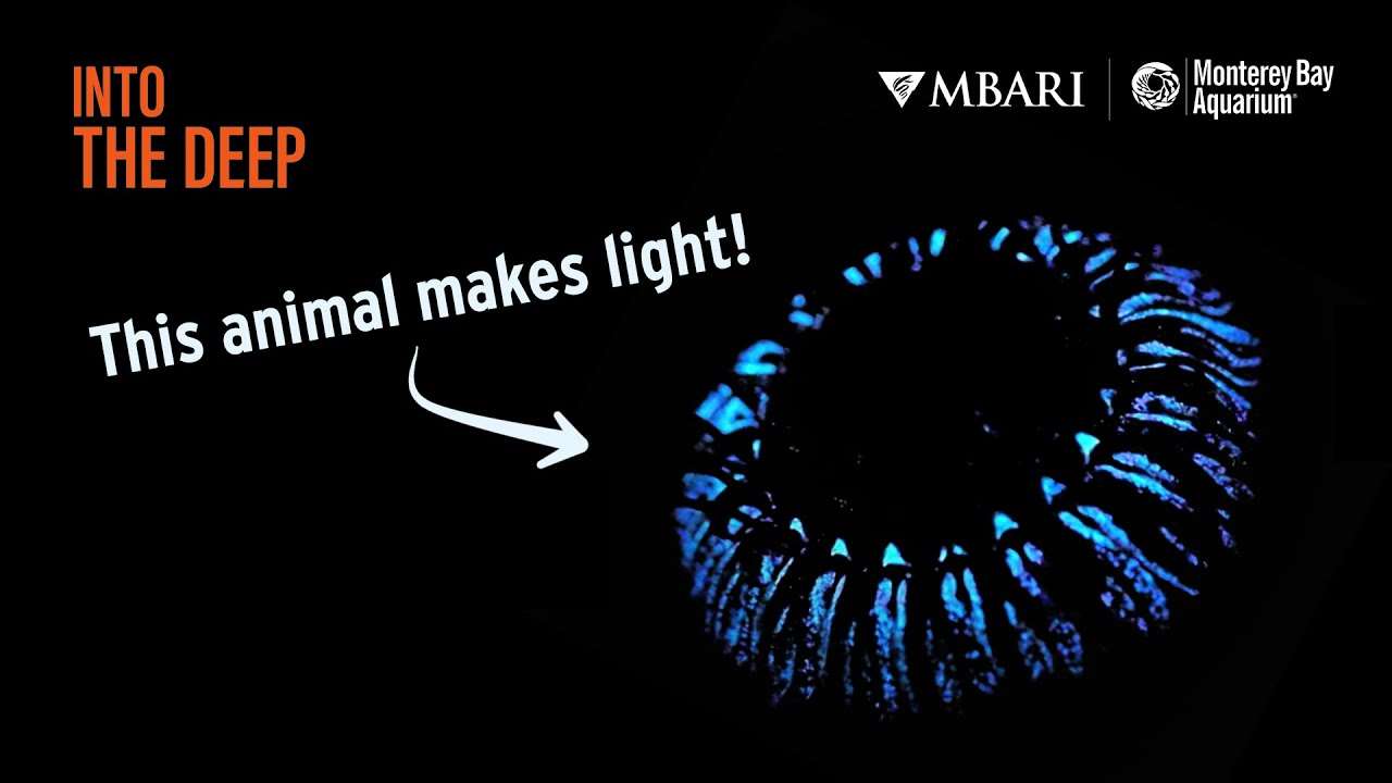 The midwater | Into the Deep | Exhibition | Monterey Bay Aquarium