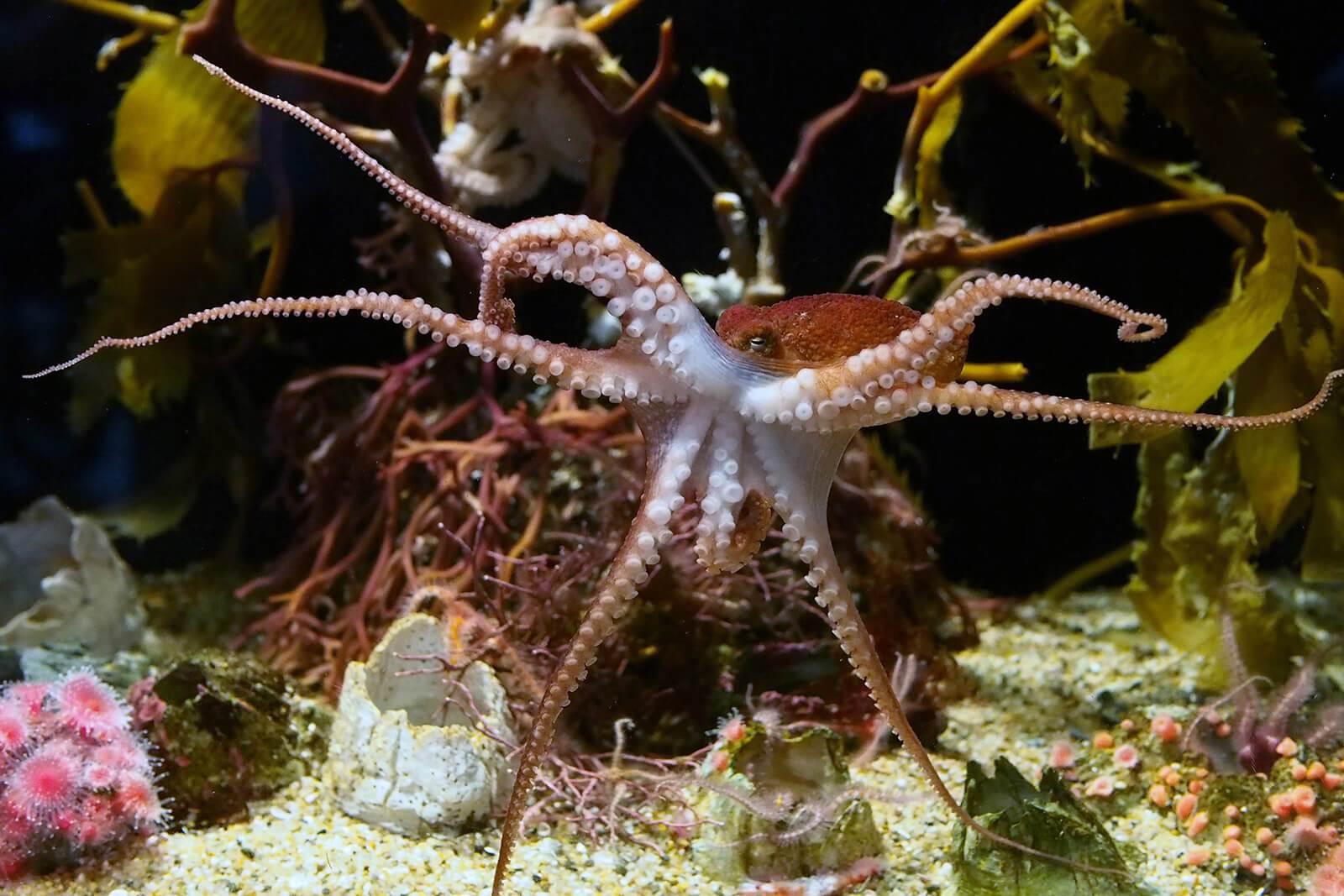 Red octopus | Animals | Monterey Bay Aquarium